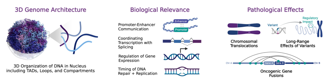 3D Cancer Genomics – Redefine Cancer Research with 3D Genomics
