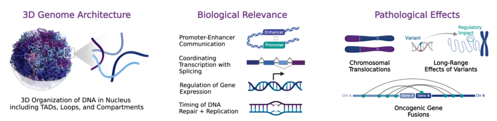 3D Cancer Genomics – Redefine Cancer Research with 3D Genomics