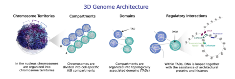 How 3D Genomics Can Strengthen Your Multi-Omics Approach to Scientific ...