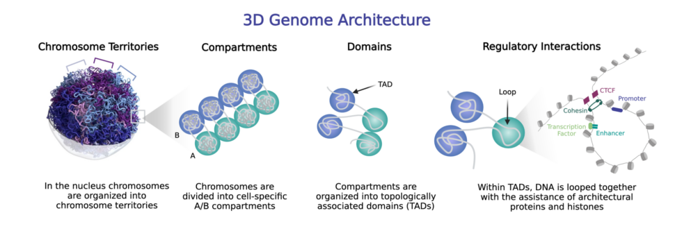 How 3D Genomics Can Strengthen Your Multi-Omics Approach to Scientific Research – Arima Genomics