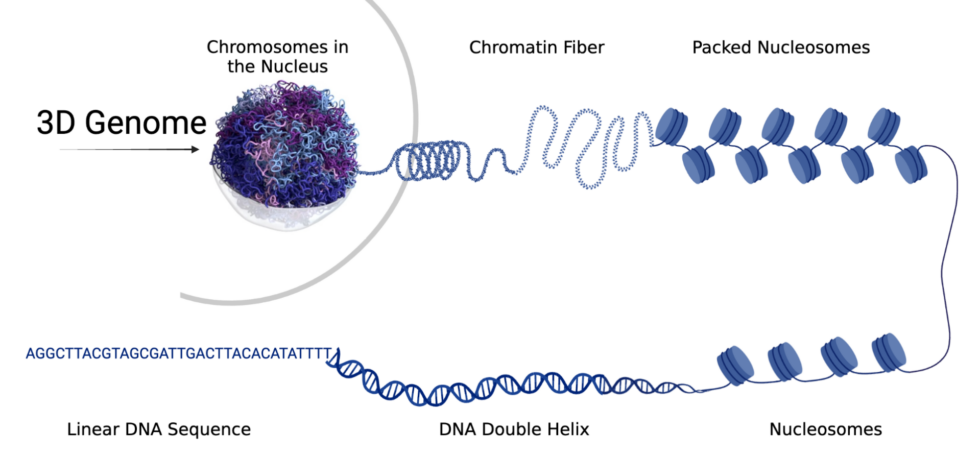 Happy DNA Day 2023! Celebrate with Us and Learn about 3D Genomics ...