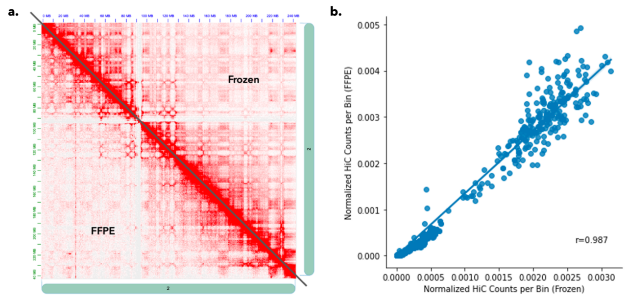 HiC FFPE – Arima Genomics