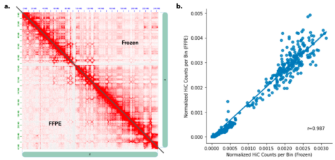 HiC FFPE – Arima Genomics