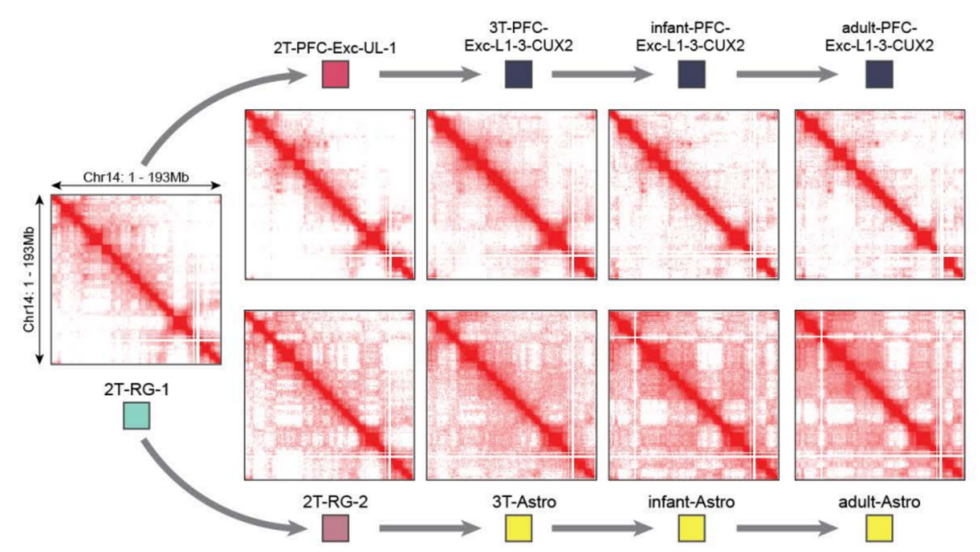 The Brain: A Stimulating Frontier for 3D Genomic Insights – Arima Genomics