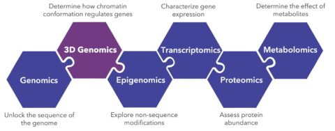 How 3D Genomics Can Strengthen Your Multi-Omics Approach to Scientific Research – Arima Genomics