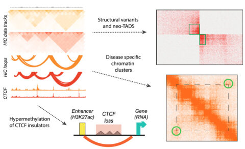3D Genome Mapping Uncovers Group-Specific Tumor Dependencies in ...